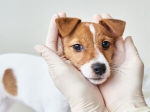 Understanding Animal Shelters: How They Help and Why They Matter ...